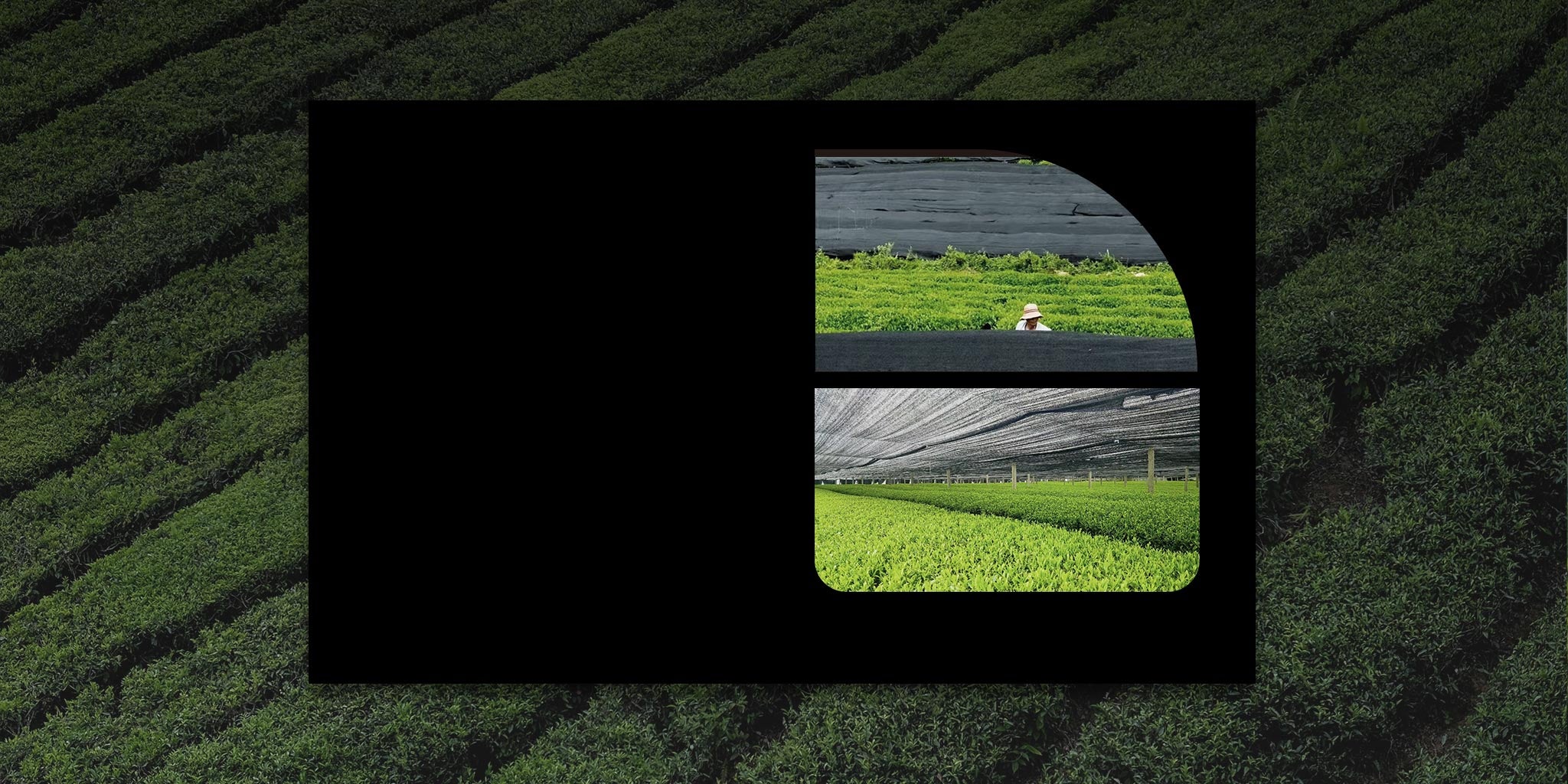 chaism-tea